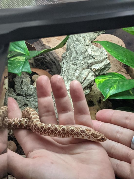 Normal Western Hognose – Urban Dinos