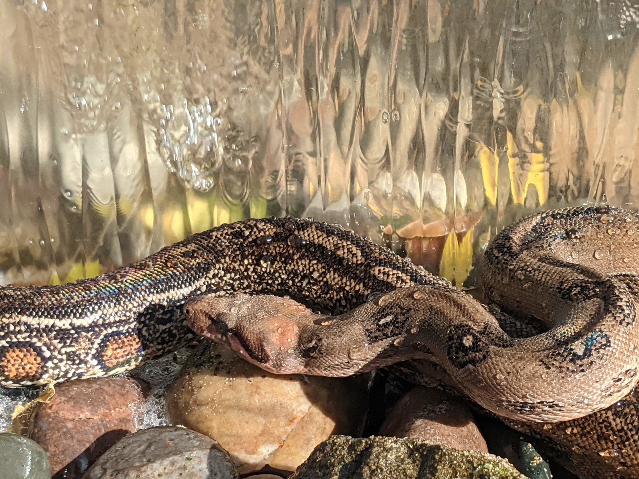 Boa Constrictor Imperator – Urban Dinos